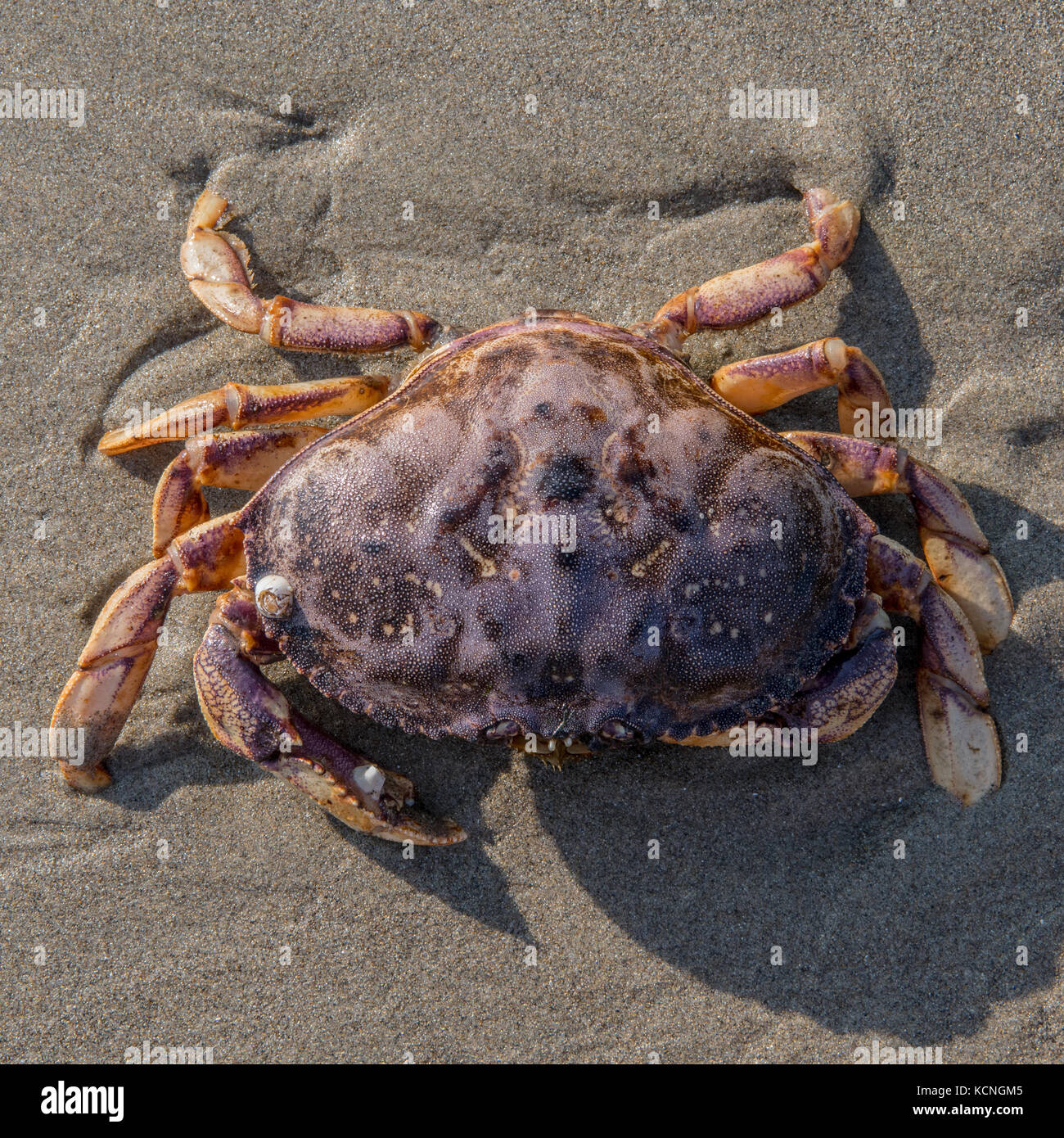 Crab itself hi-res stock photography and images - Alamy