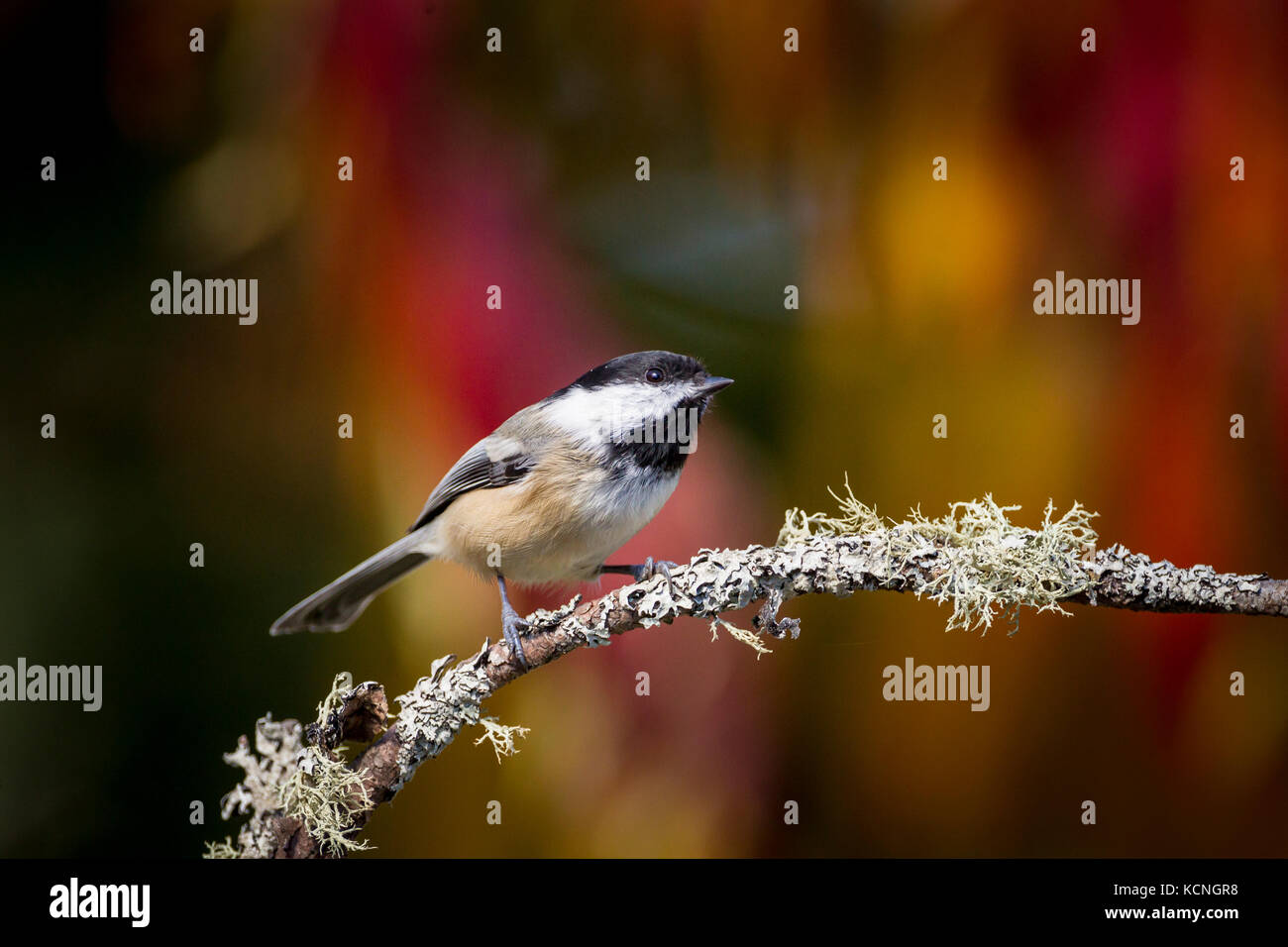 Black capped chickadee canada hi-res stock photography and images - Alamy