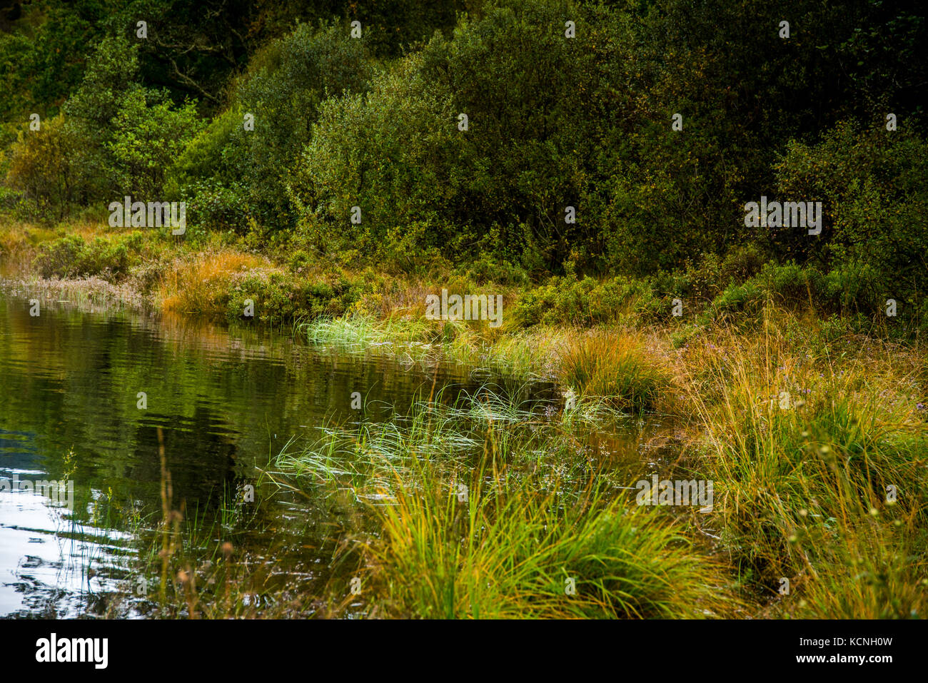Early autumn colours on Loch Ard Stock Photo - Alamy