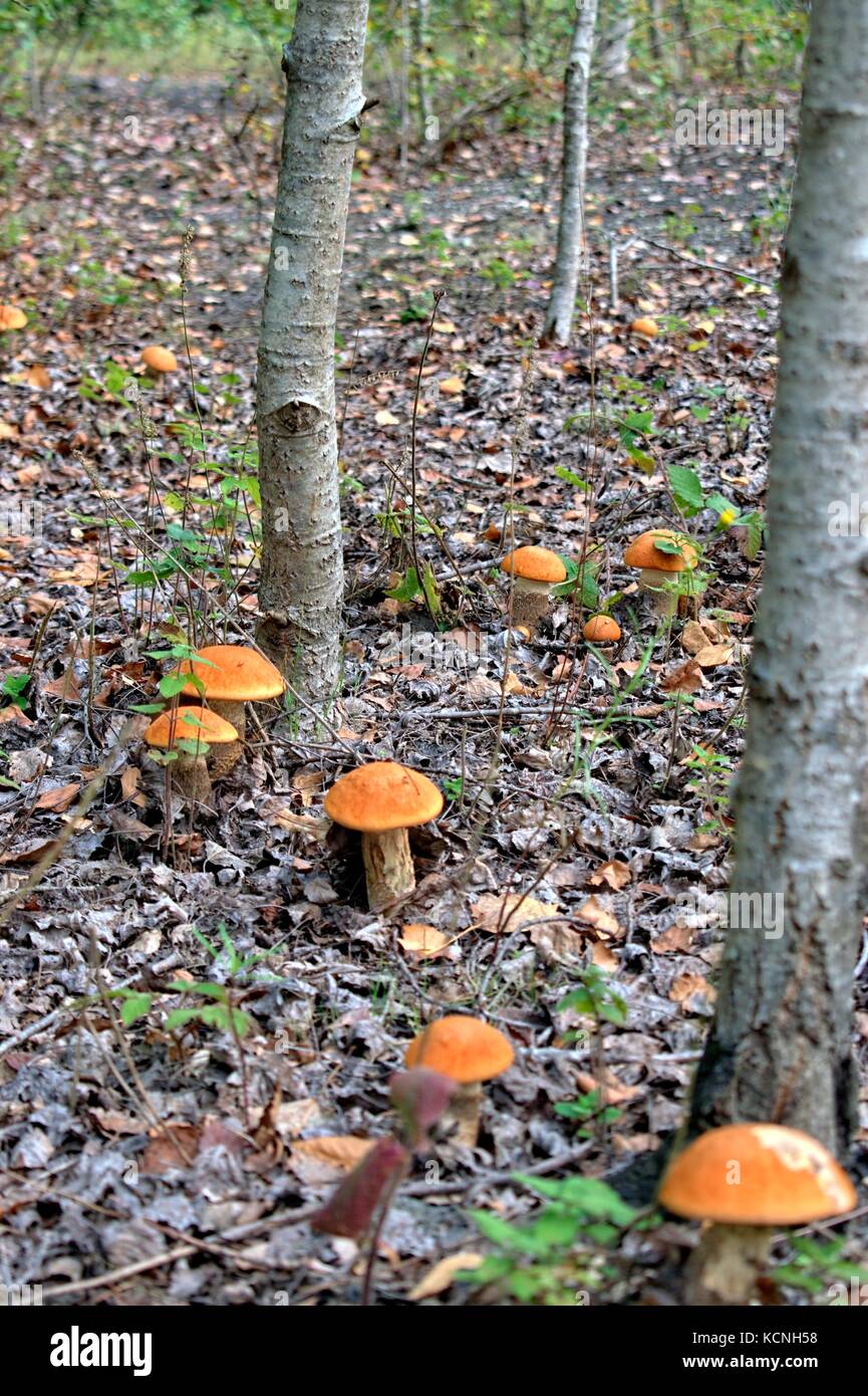 Autumn mushrooms in a natural forest environment Stock Photo - Alamy