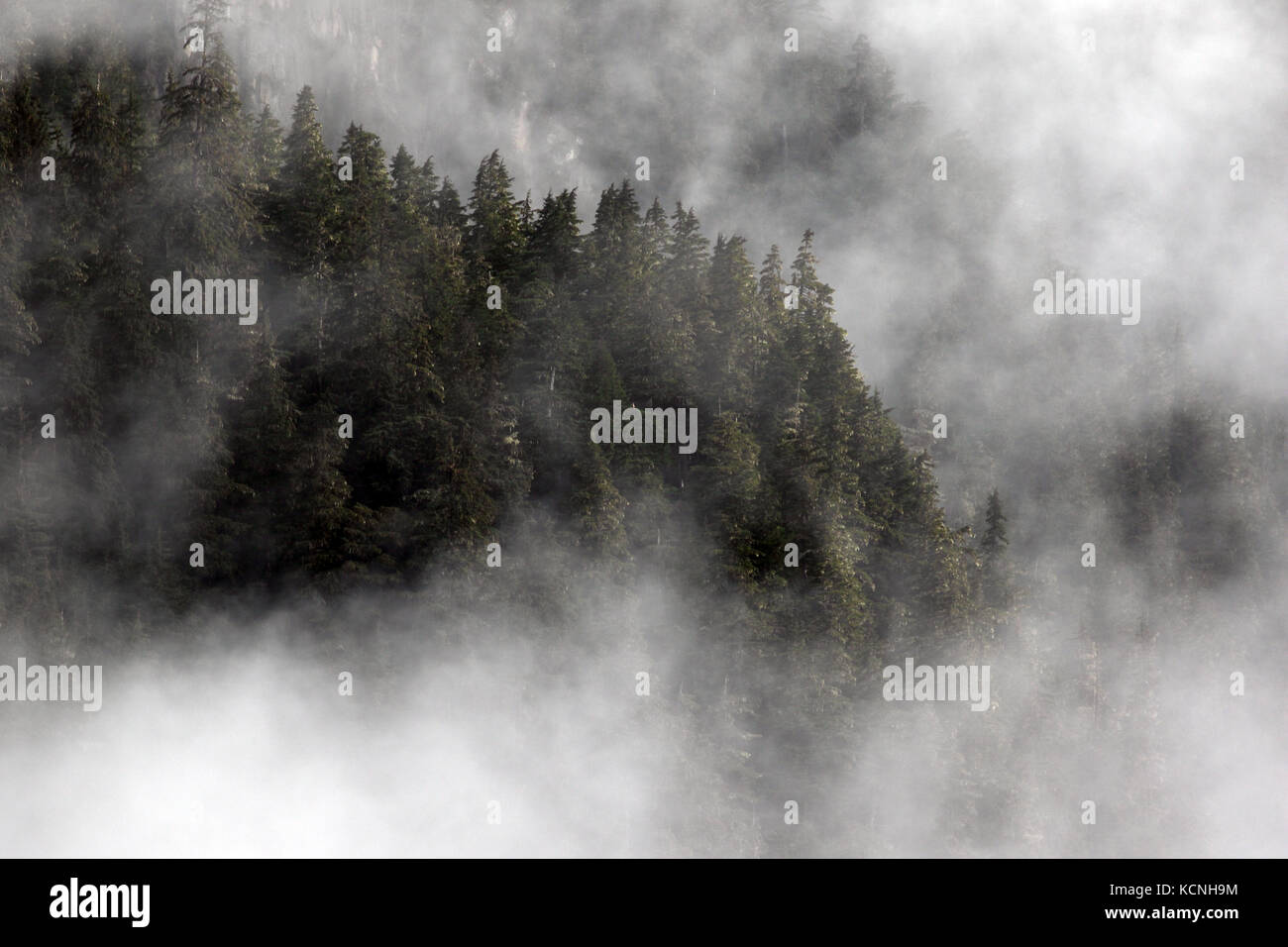 Dense fog over forest hi-res stock photography and images - Alamy