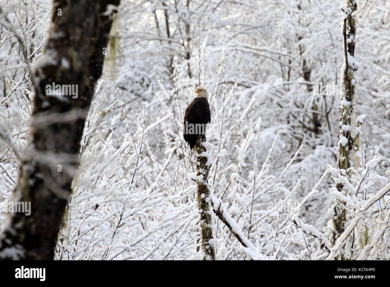 Bald eagle winter hi-res stock photography and images - Alamy