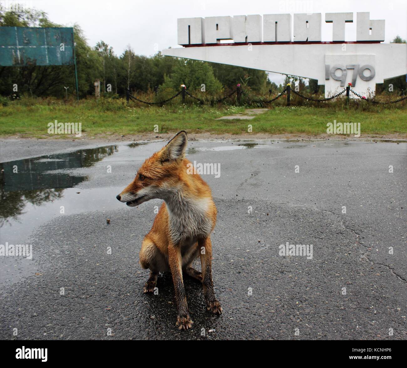Fox at Pripat town sign Chernobyl Ukraine Stock Photo - Alamy