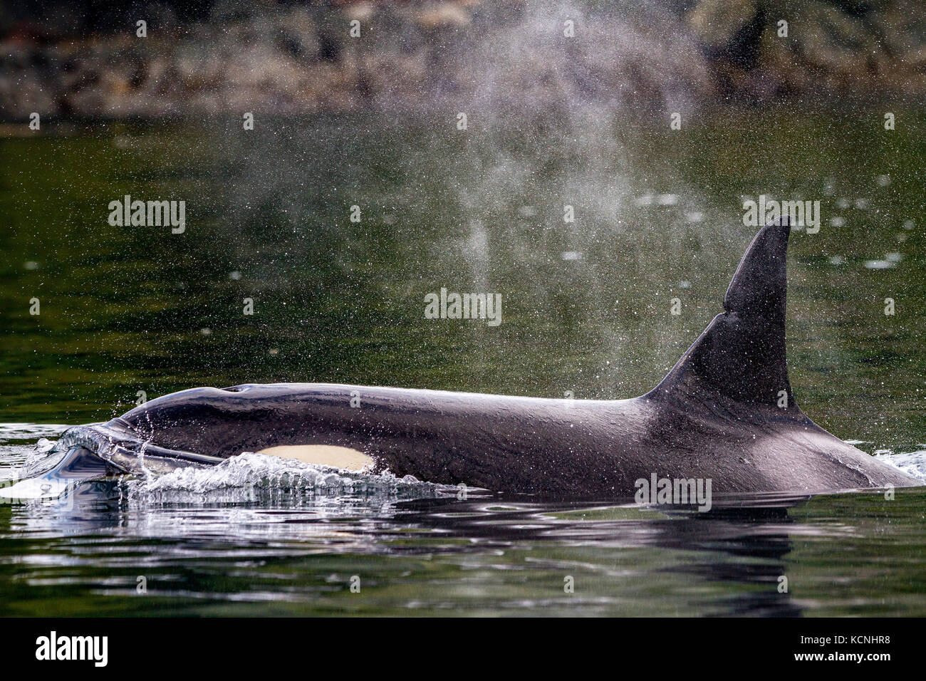 Killer whale close up, Johnstone Strait, British Columbia, Canada Stock ...