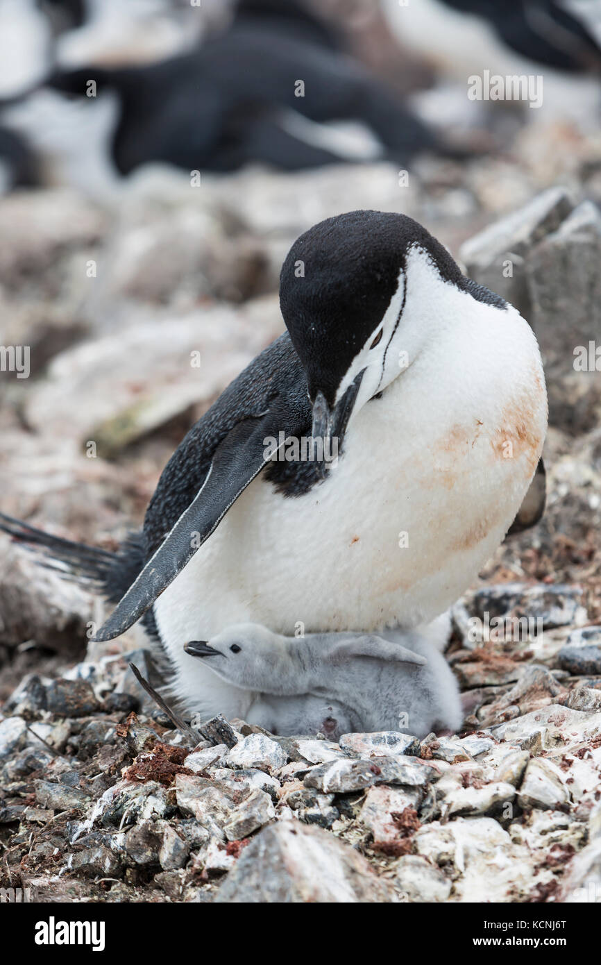 Baby penguin close up hi-res stock photography and images - Alamy