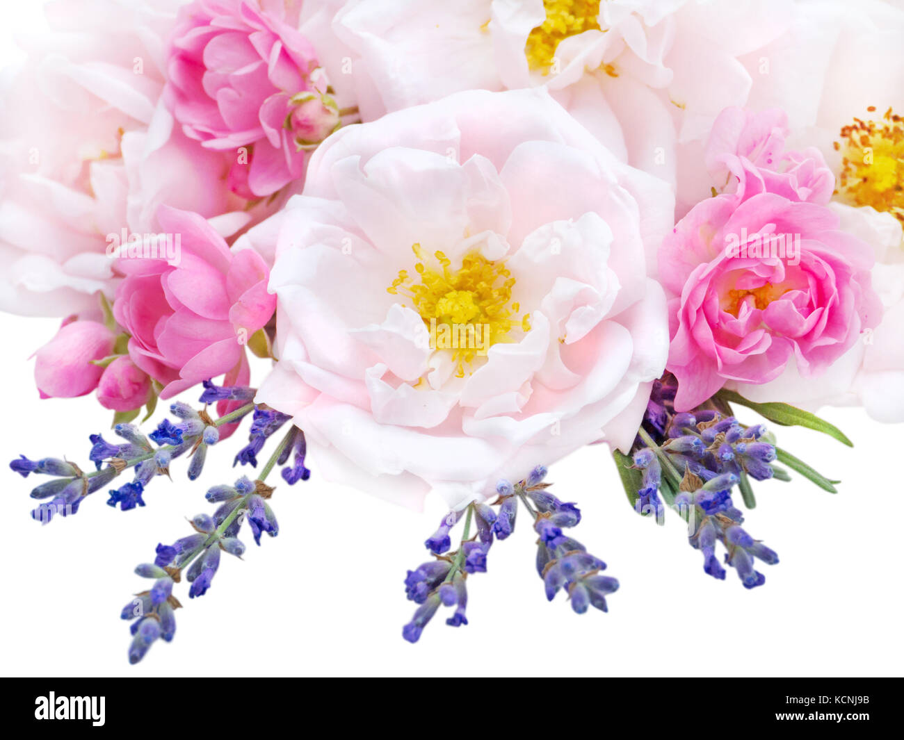 Rose Garden Lavender Pink Roses High Resolution Stock Photography and ...