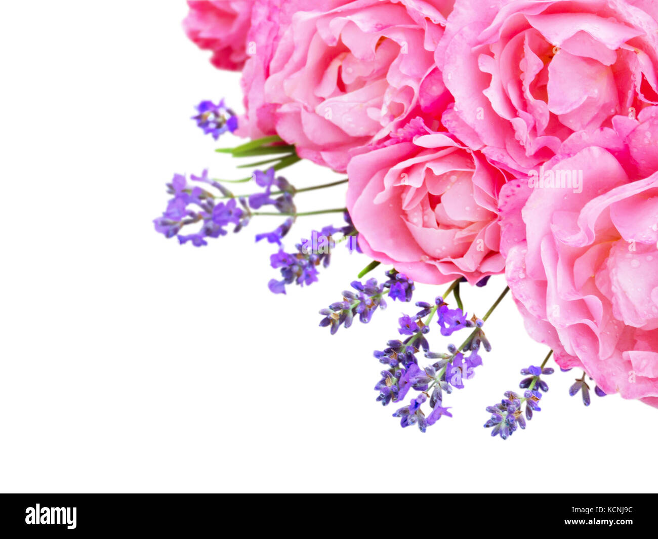 Pale pink curly roses and lavender in the corner isolated on white ...