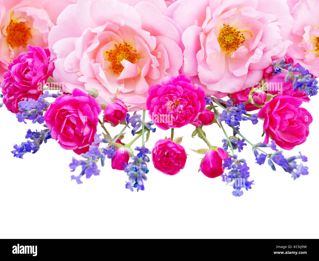 Pink curly roses, small vibrant pink roses and provence lavender ...