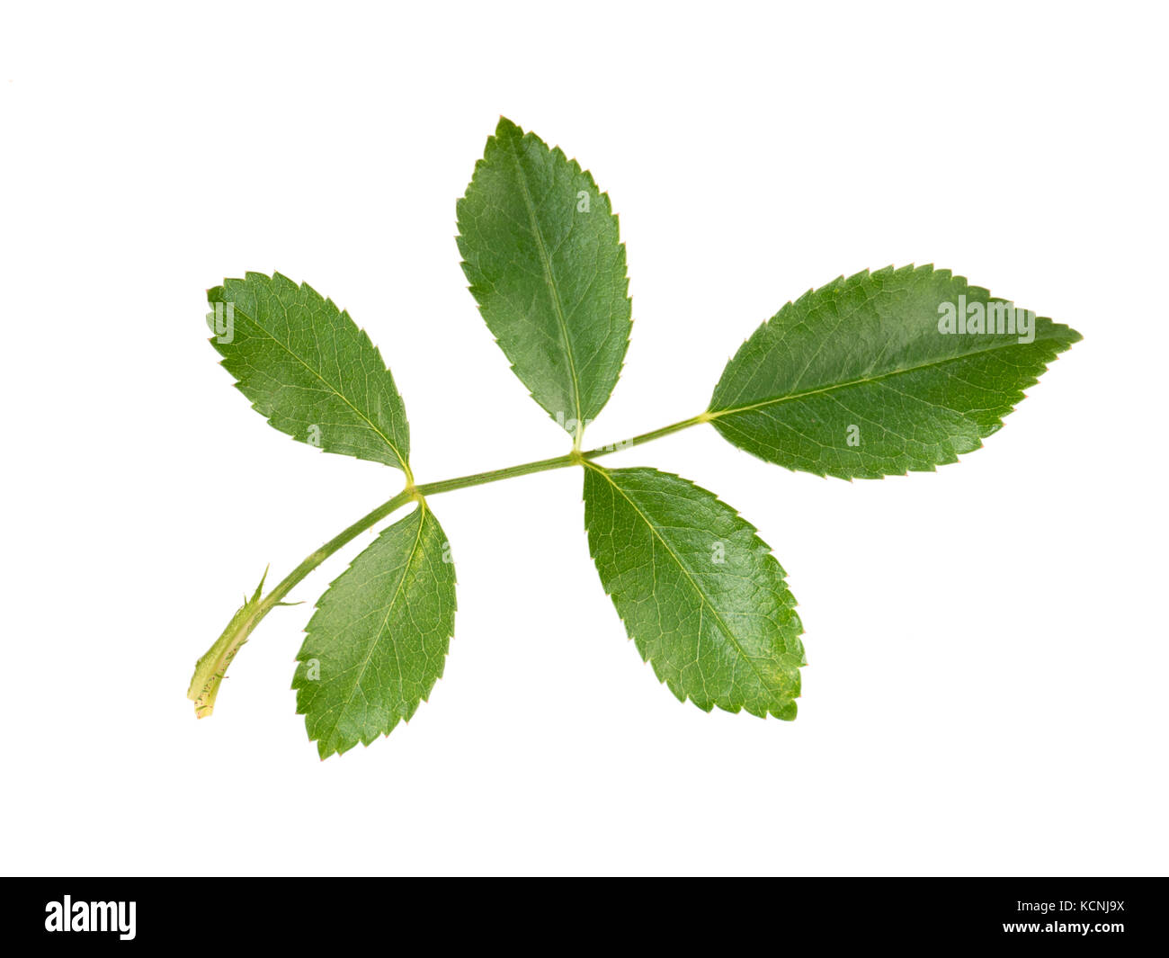 Stipules hi-res stock photography and images - Alamy