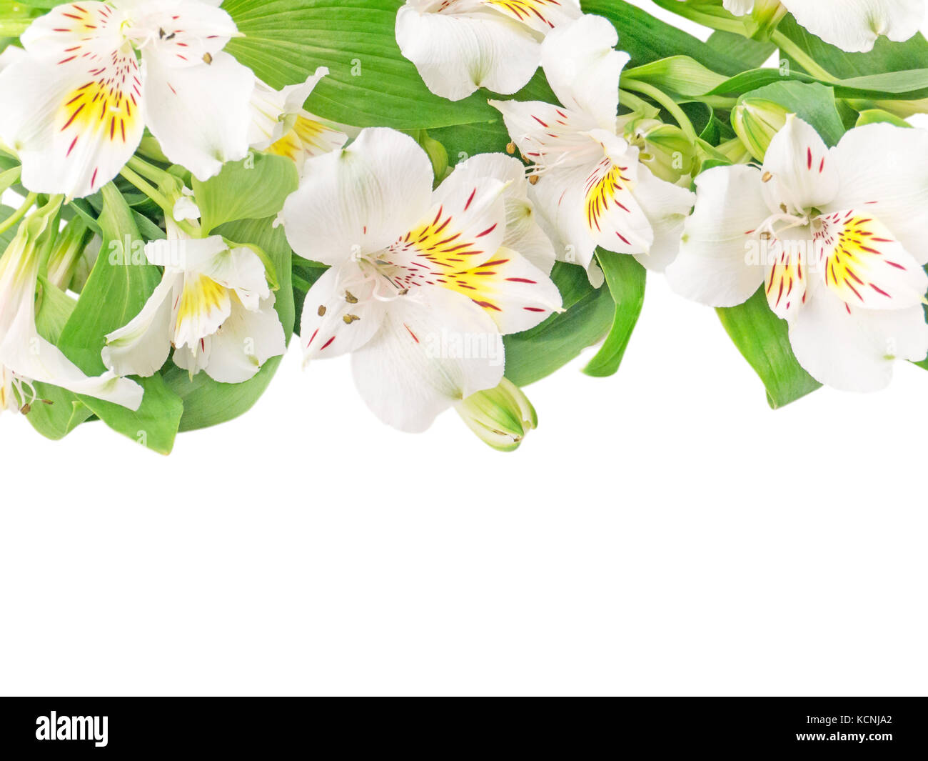 White alstroemeria or Peruvian lily flowers isolated on white Stock ...
