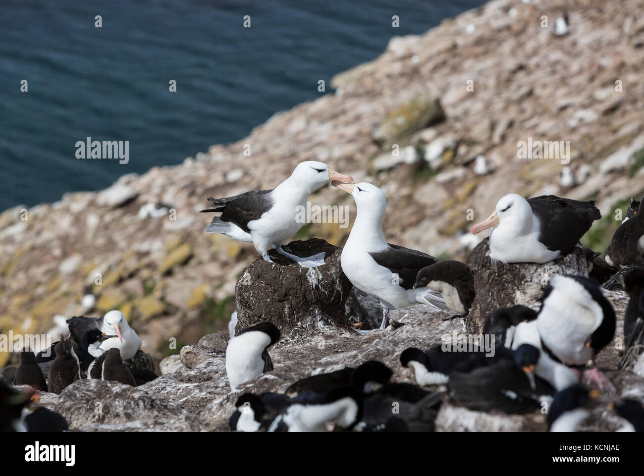 Black Browed Albatross, their babies and Antarctic Shags all converge ...