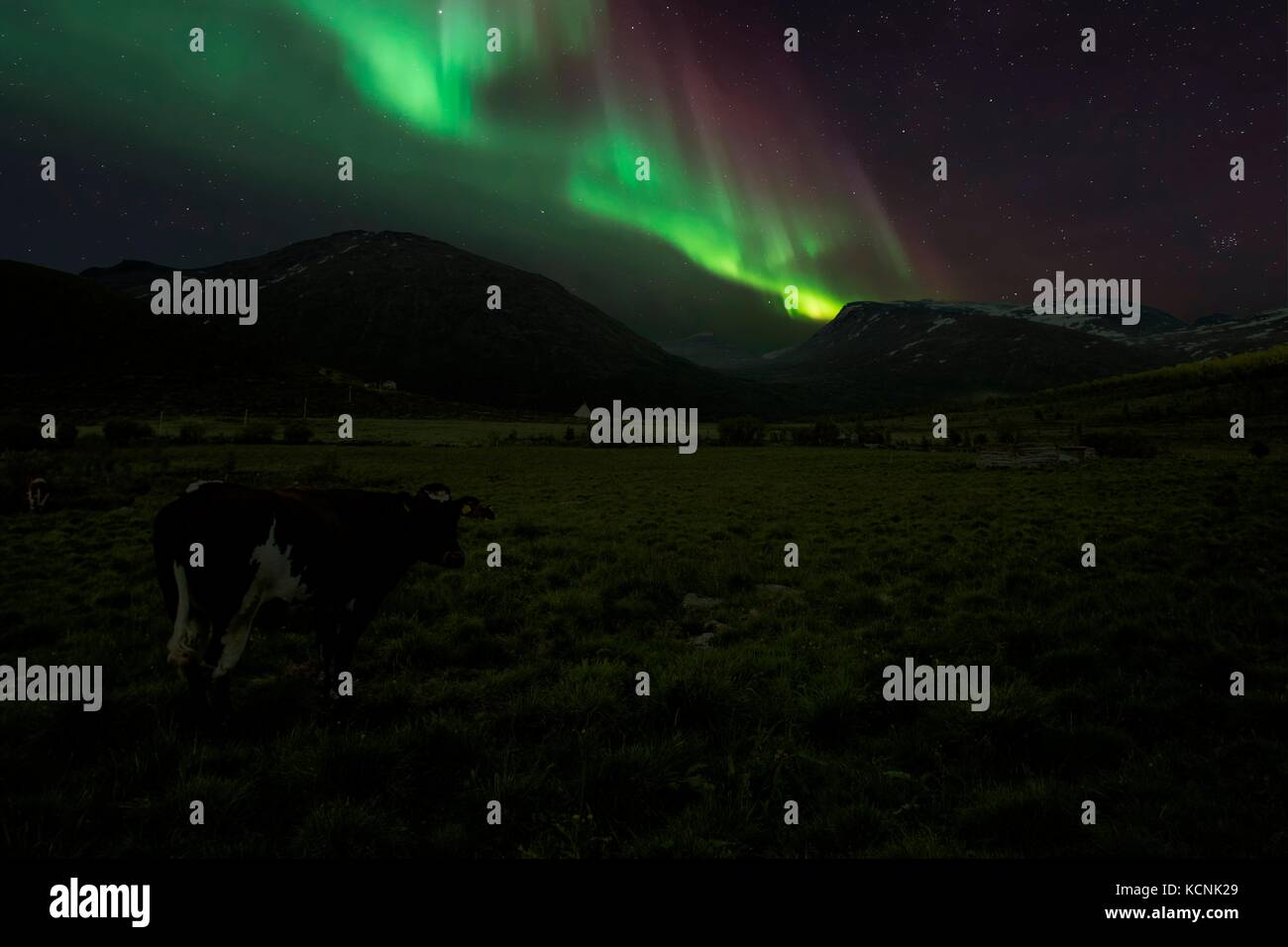 A cow in Norwegian mountains with Aurora Stock Photo - Alamy