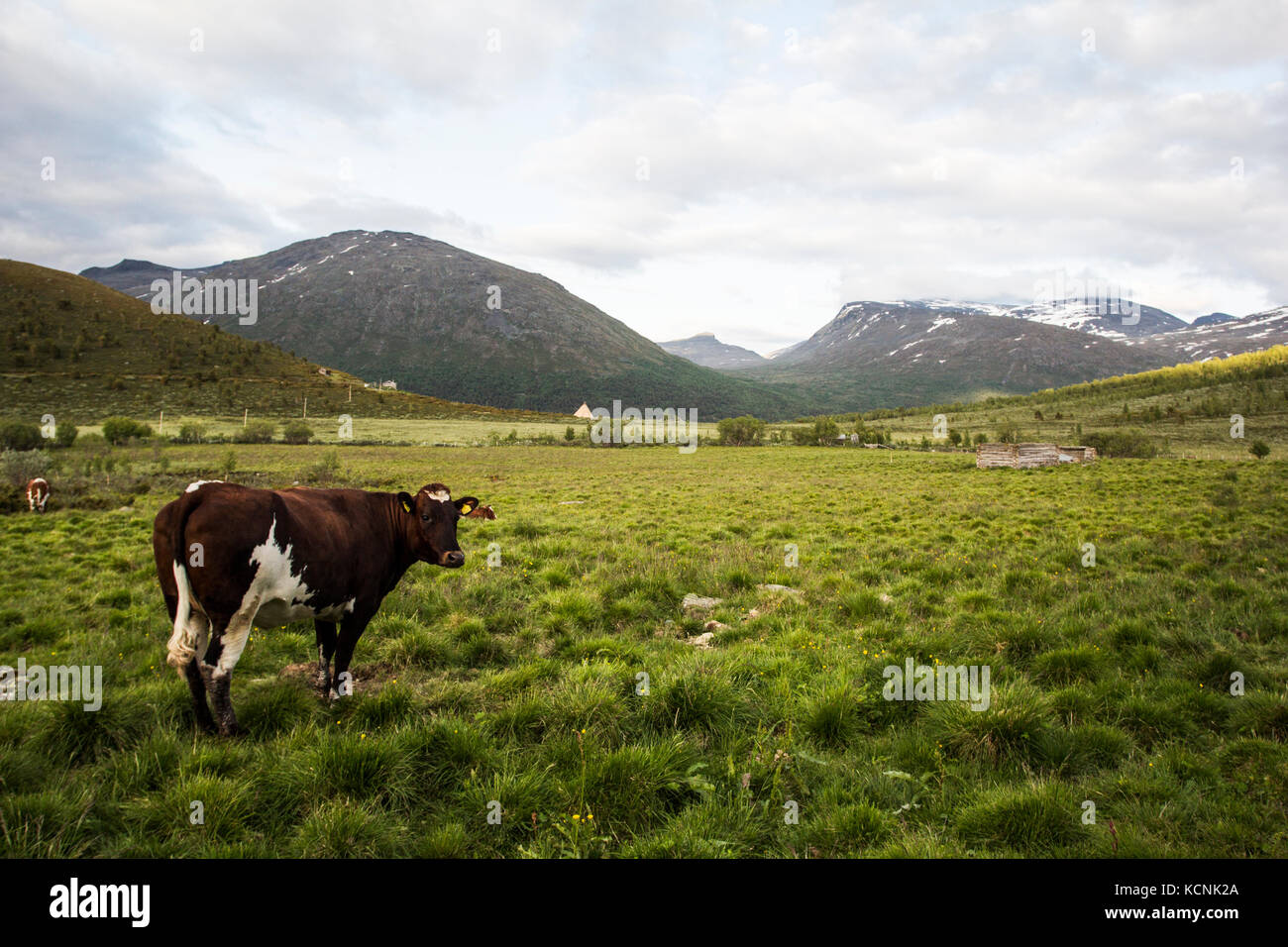 Norwegian cow hi-res stock photography and images - Alamy