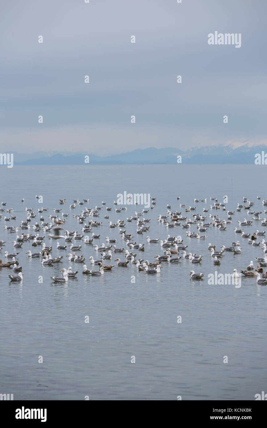 Kye bay comox bc hi-res stock photography and images - Alamy