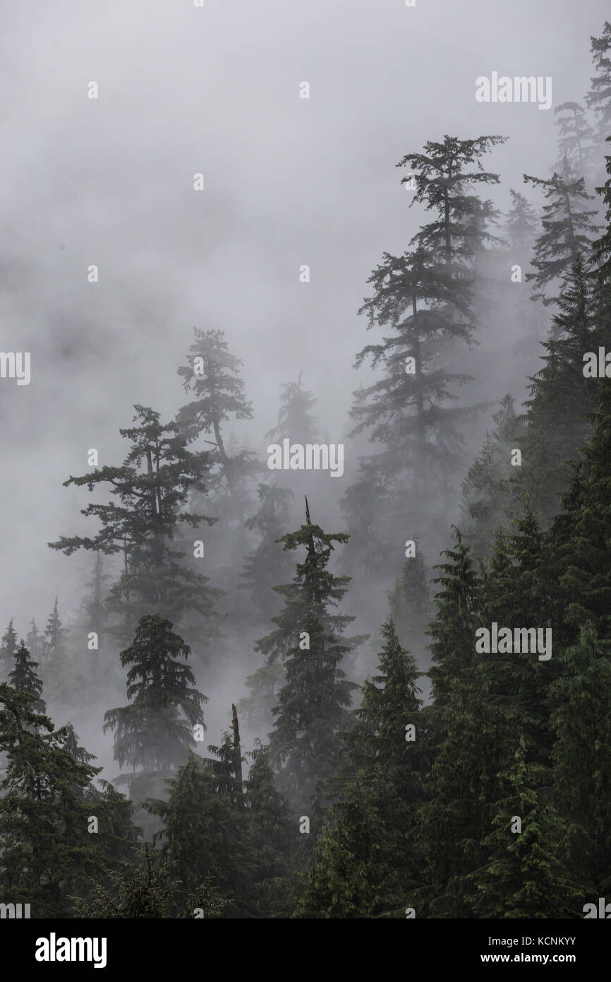 Mist enshrouded trees along a hillside evoke an ethereal presence, the ...