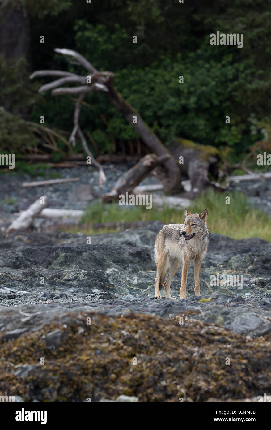 A Vancouver Island wolf pauses while walking along the shoreline on an ...