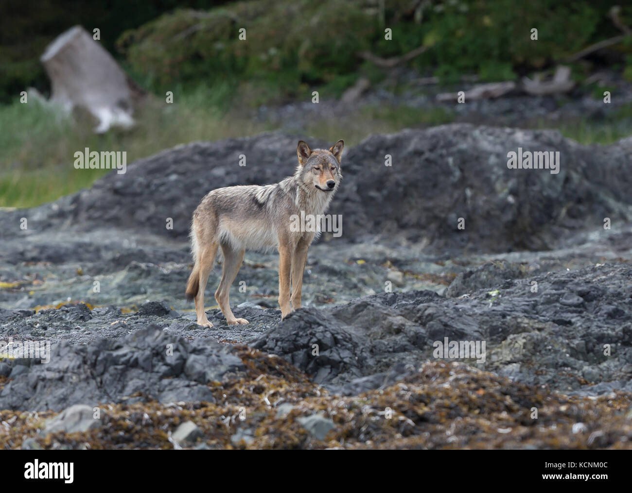 A Vancouver Island wolf pauses while walking along the shoreline on an ...