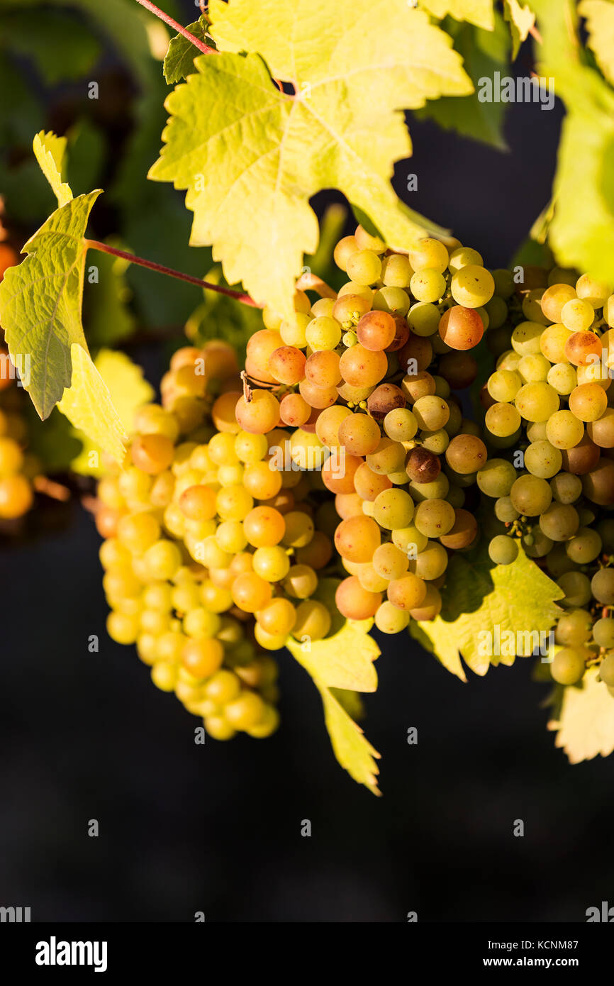 Colorful varieties of grapes ready for harvesting hang from the vine ...