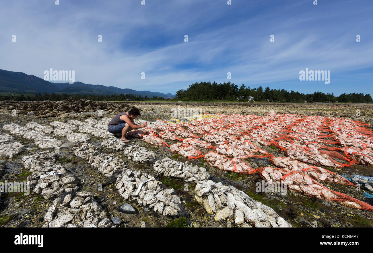Oysters harvested on foreshore leases line the shores of Fanny Bay near ...