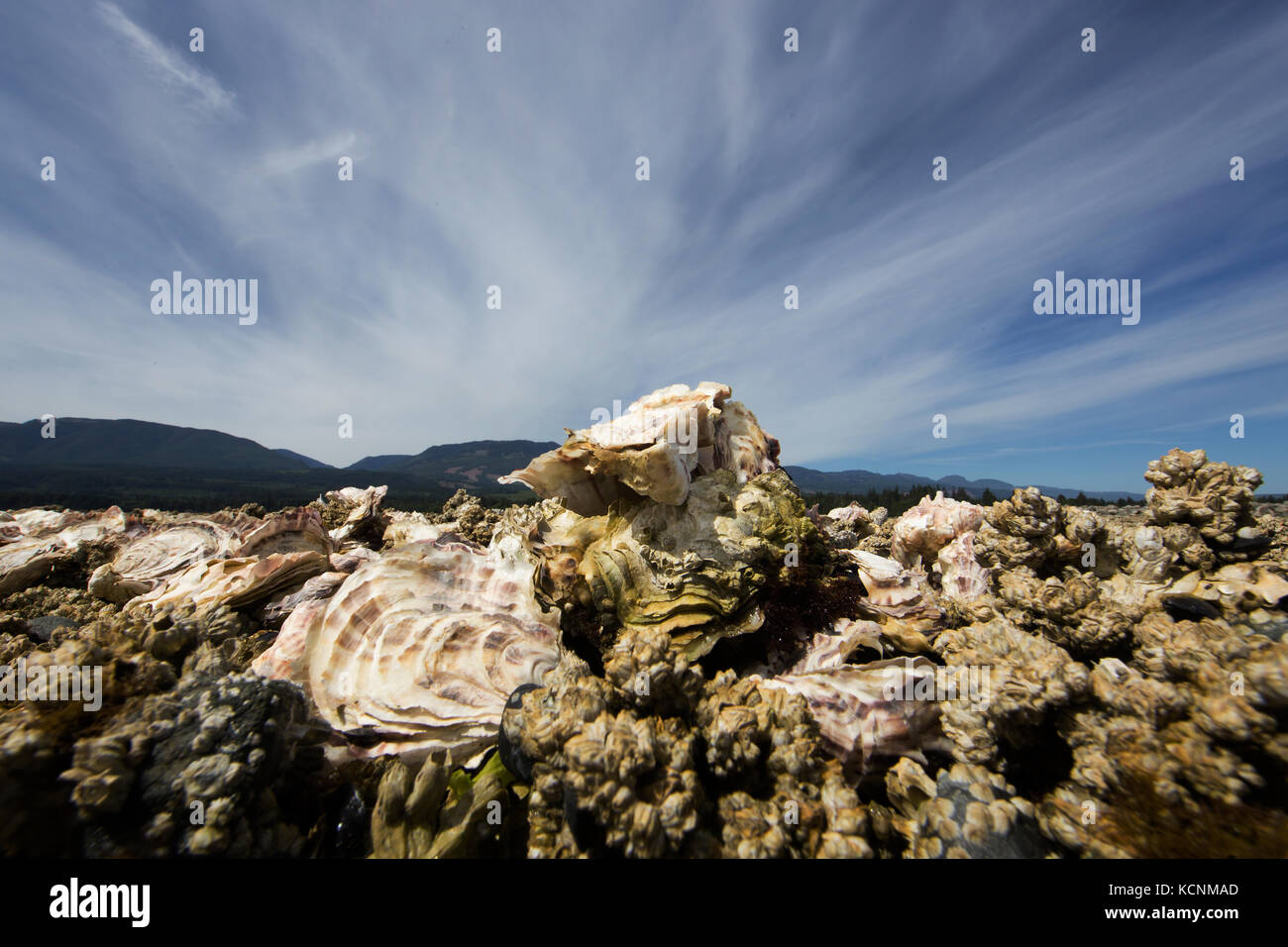 Oysters growing on foreshore leases line the shores of Fanny Bay near ...