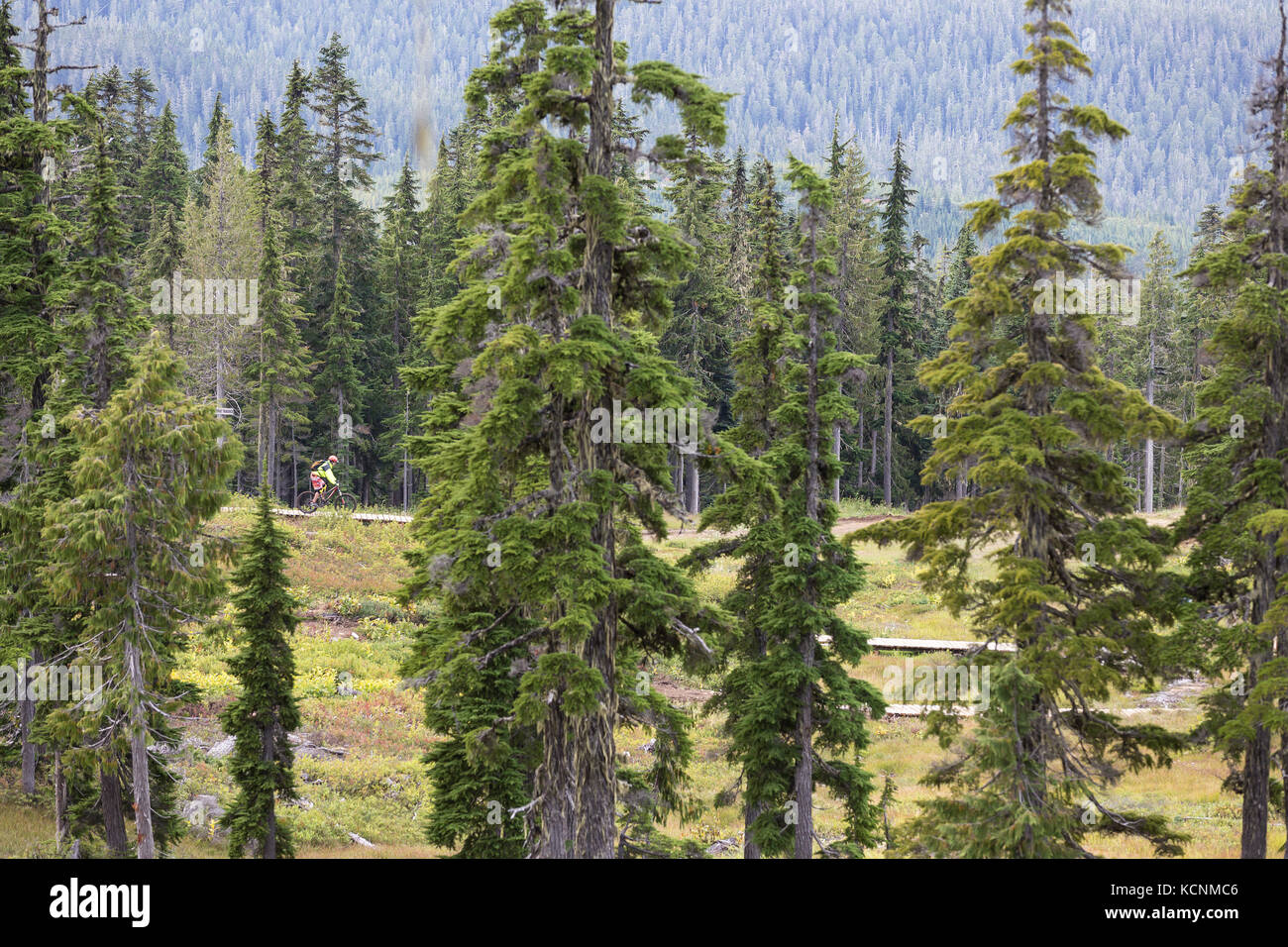 A mountain biker emerges from the forest onto a meadow section of a ...
