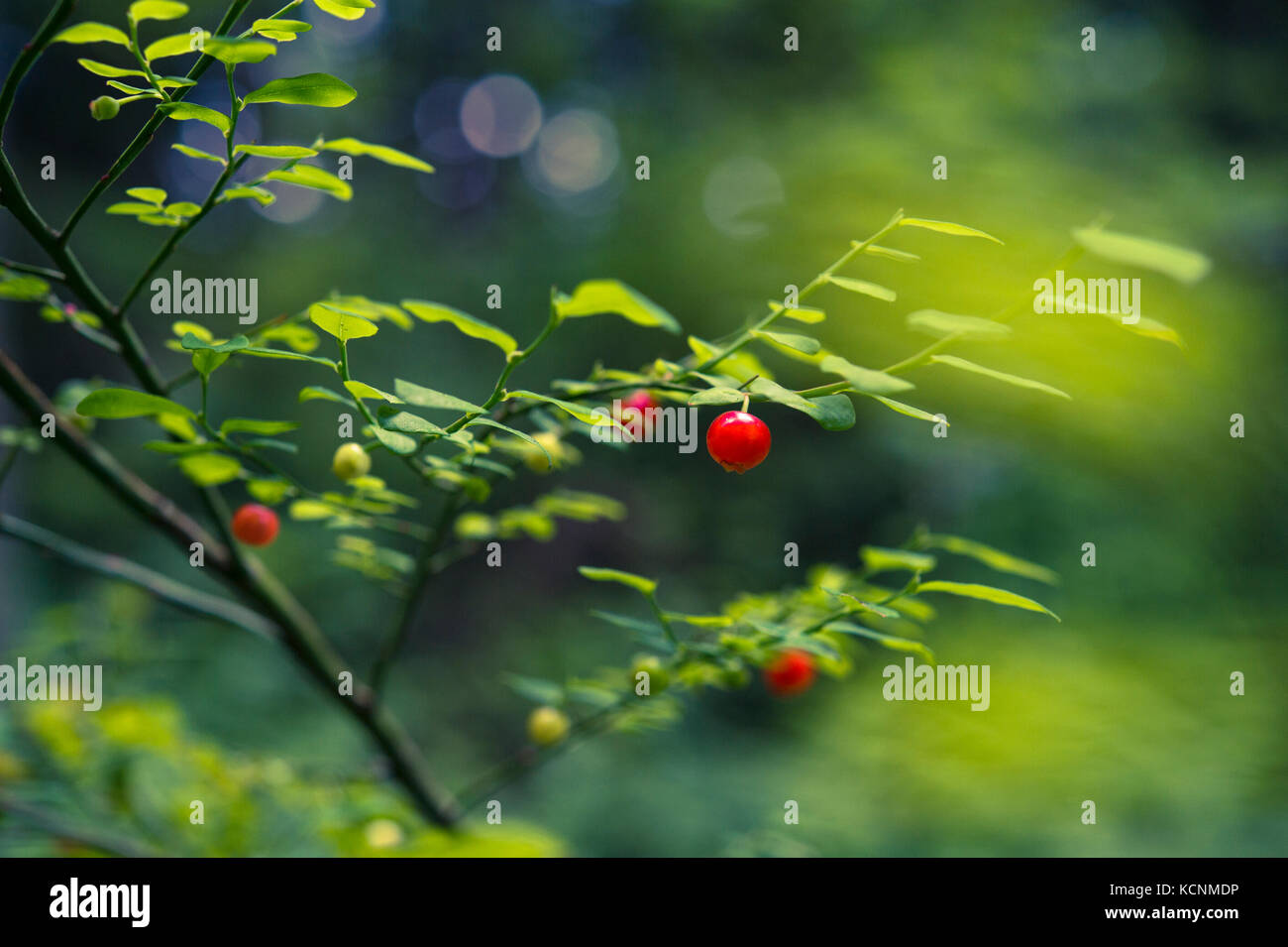 Red berry on a branch Stock Photo - Alamy