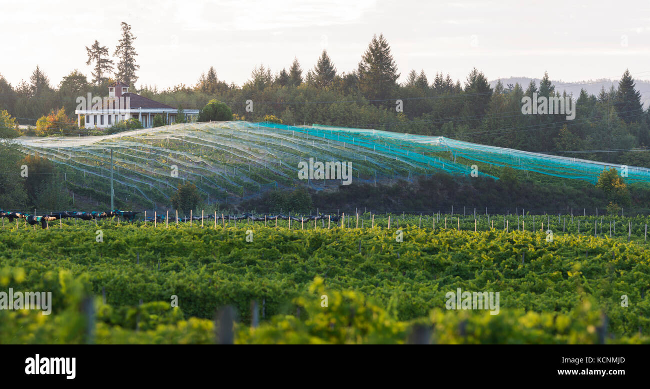Rolling hillsides lined with rows of grapes greet visitors to the ...
