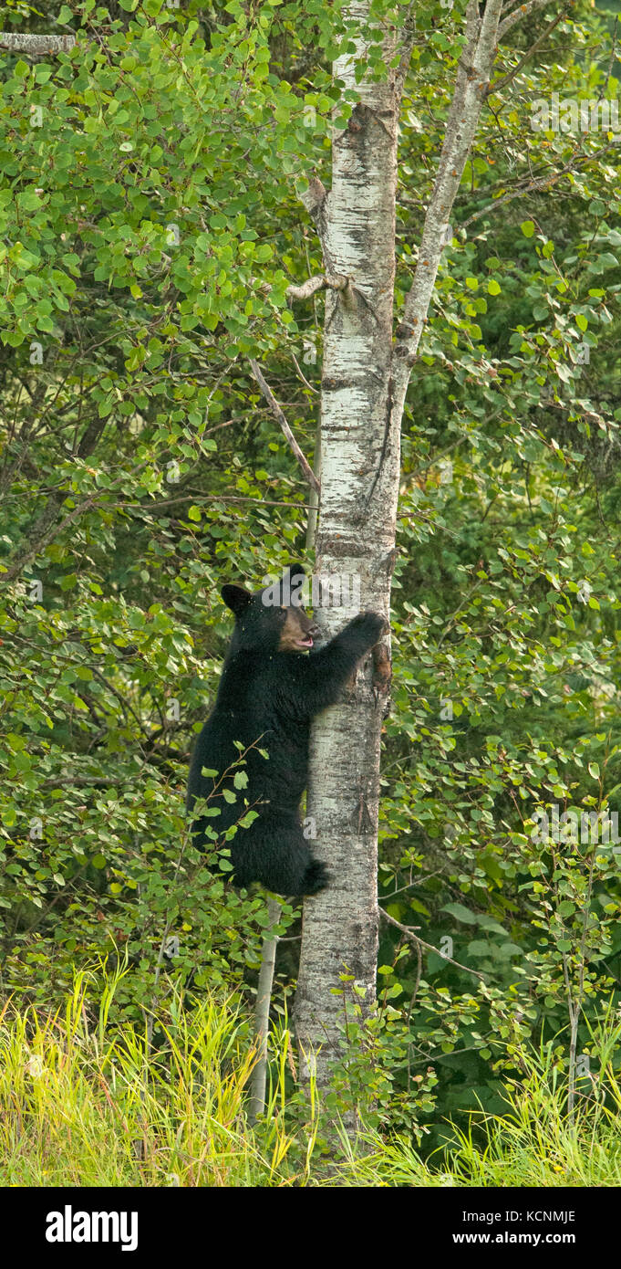 Black bear cub old climbing hi-res stock photography and images - Alamy