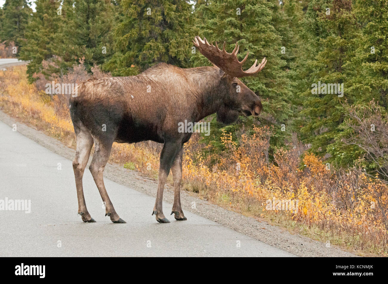 Bull moose alaska hi-res stock photography and images - Alamy