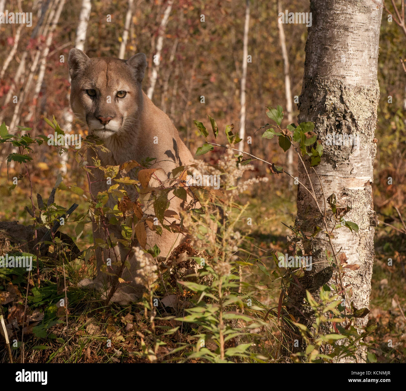Cougar or mountain lion (Puma concolor), captive, standing in autumn ...