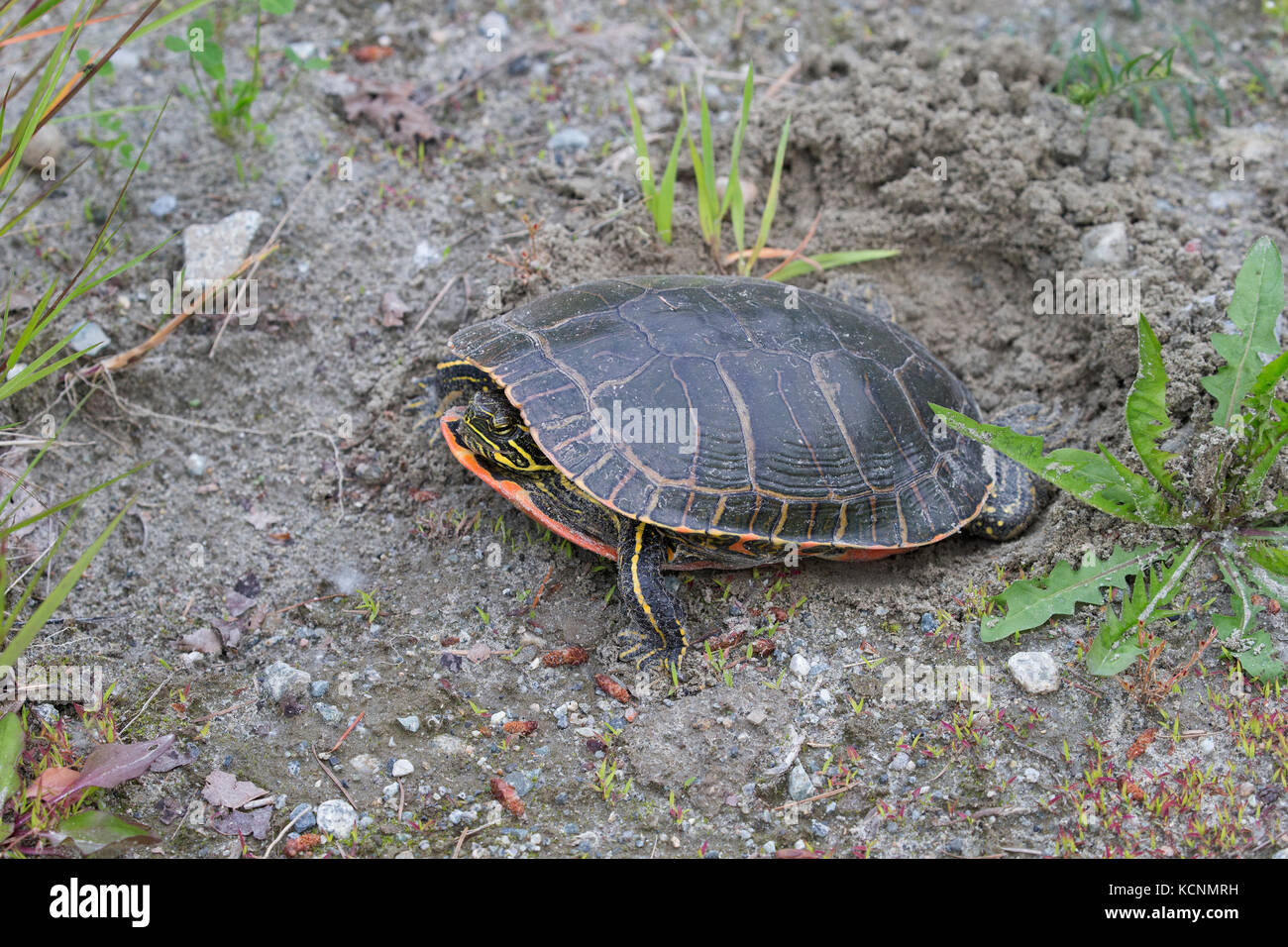 Western painted turtle (Chrysemys picta bellii), female using her hind ...