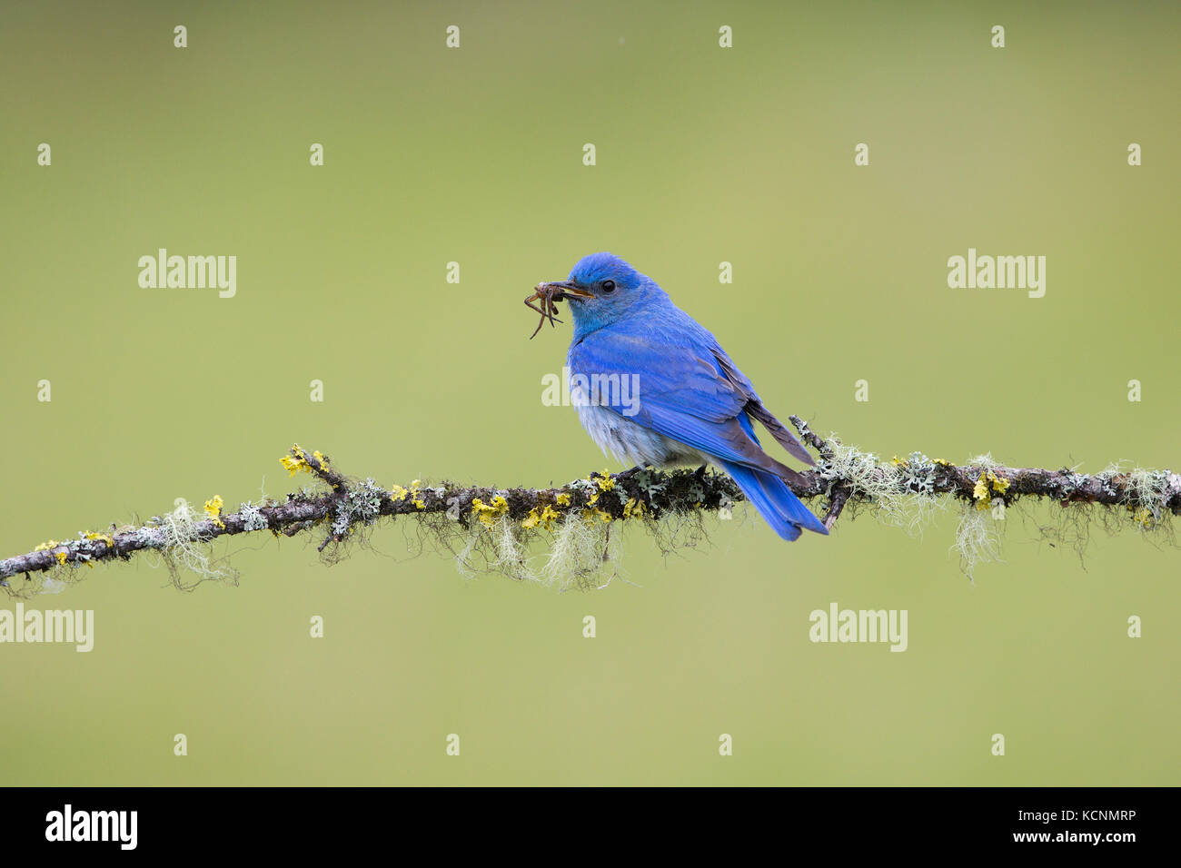 Mountain bluebird (Sialia currucoides), male with six-spotted fishing ...