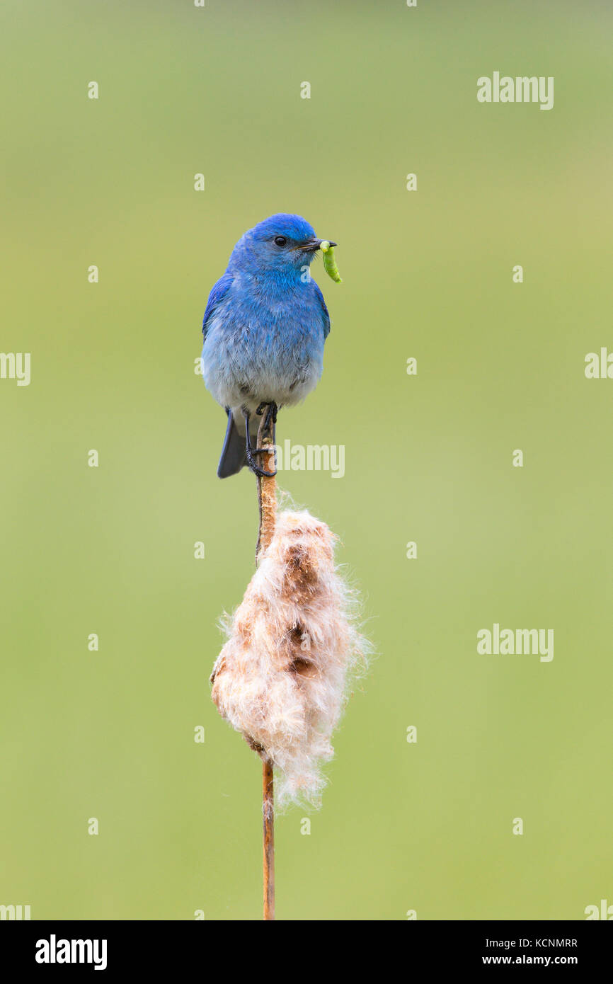 Mountain bluebird (Sialia currucoides), male with caterpillar for ...