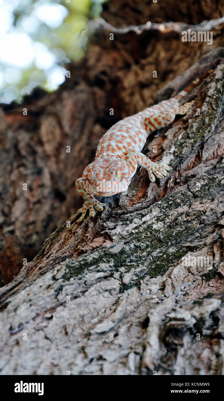 green gecko hanging on the tree Stock Photo - Alamy