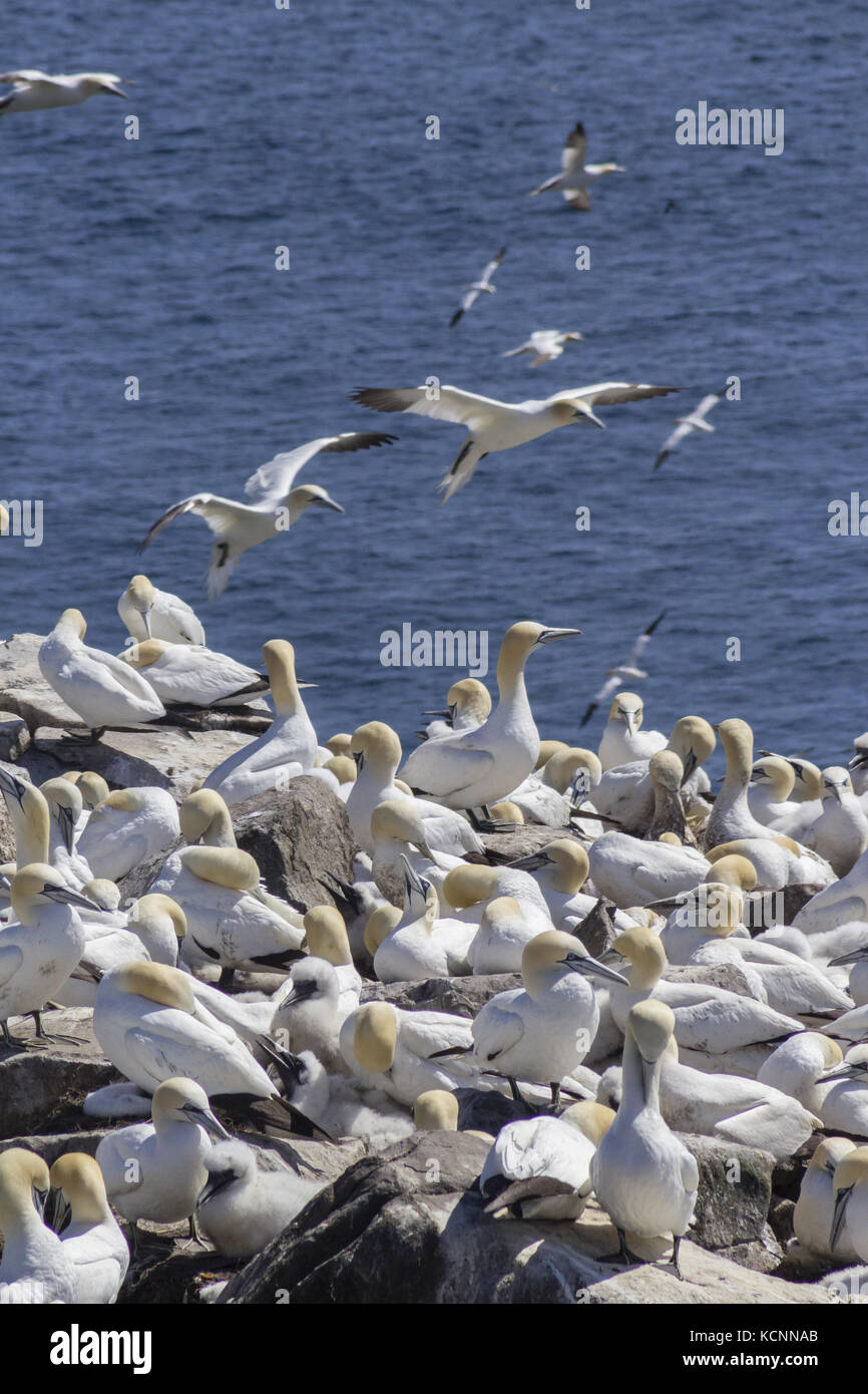 Northern gannet (Morus bassanus), resting on Bird rock, Cape St. Mary's ...