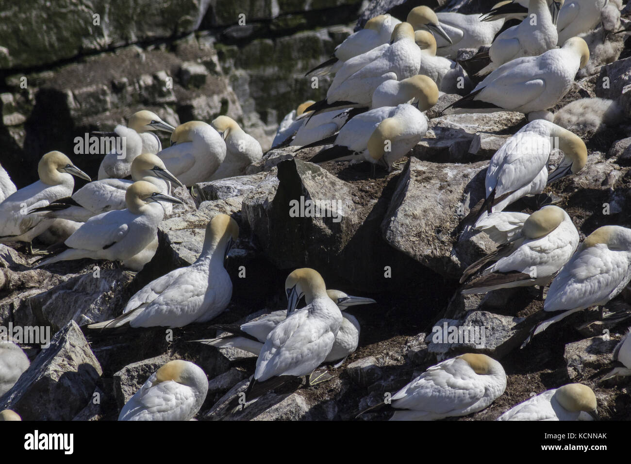 Northern gannet (Morus bassanus), resting on Bird rock, Cape St. Mary's ...