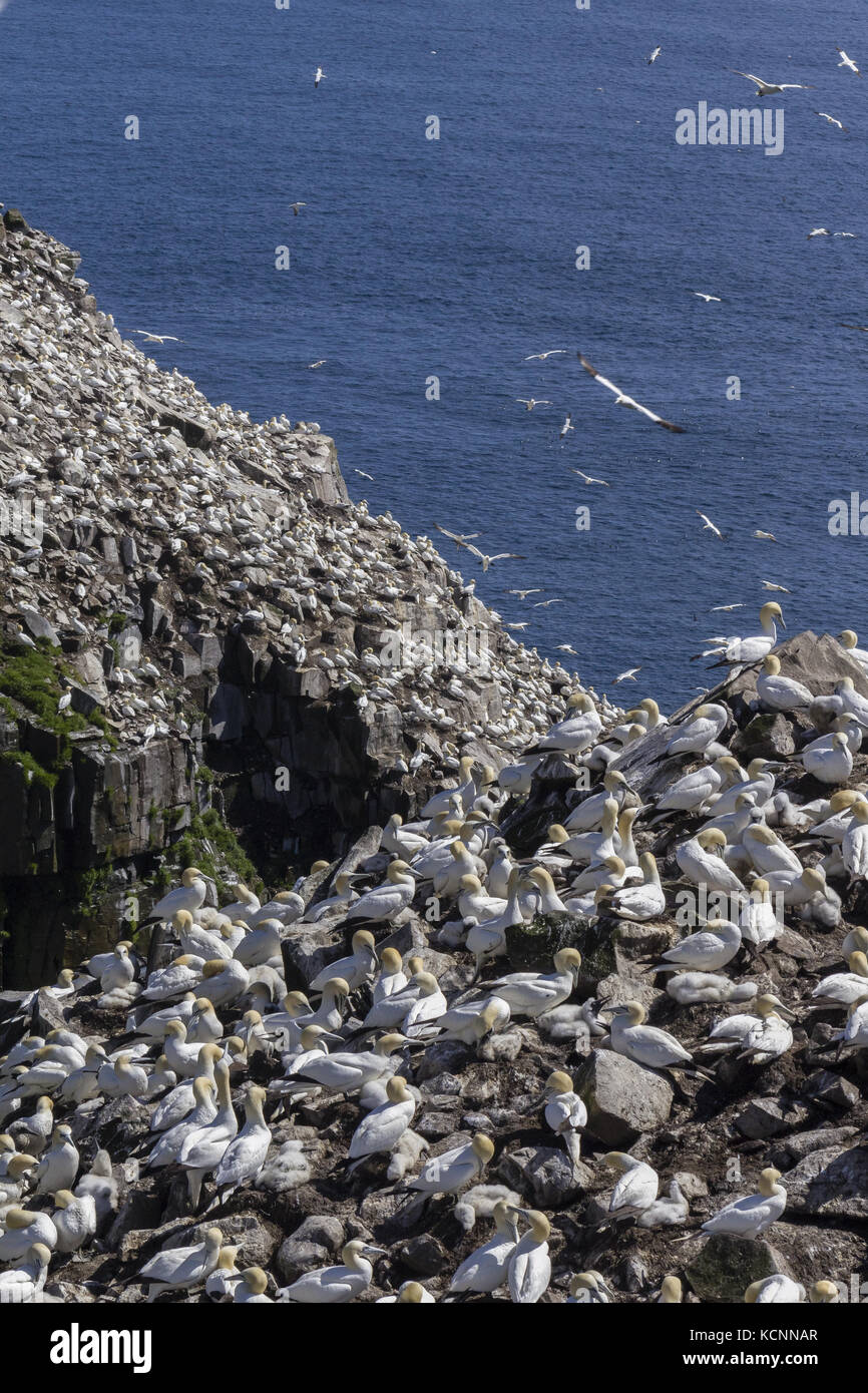 Northern gannet (Morus bassanus), resting on Bird rock, Cape St. Mary's ...