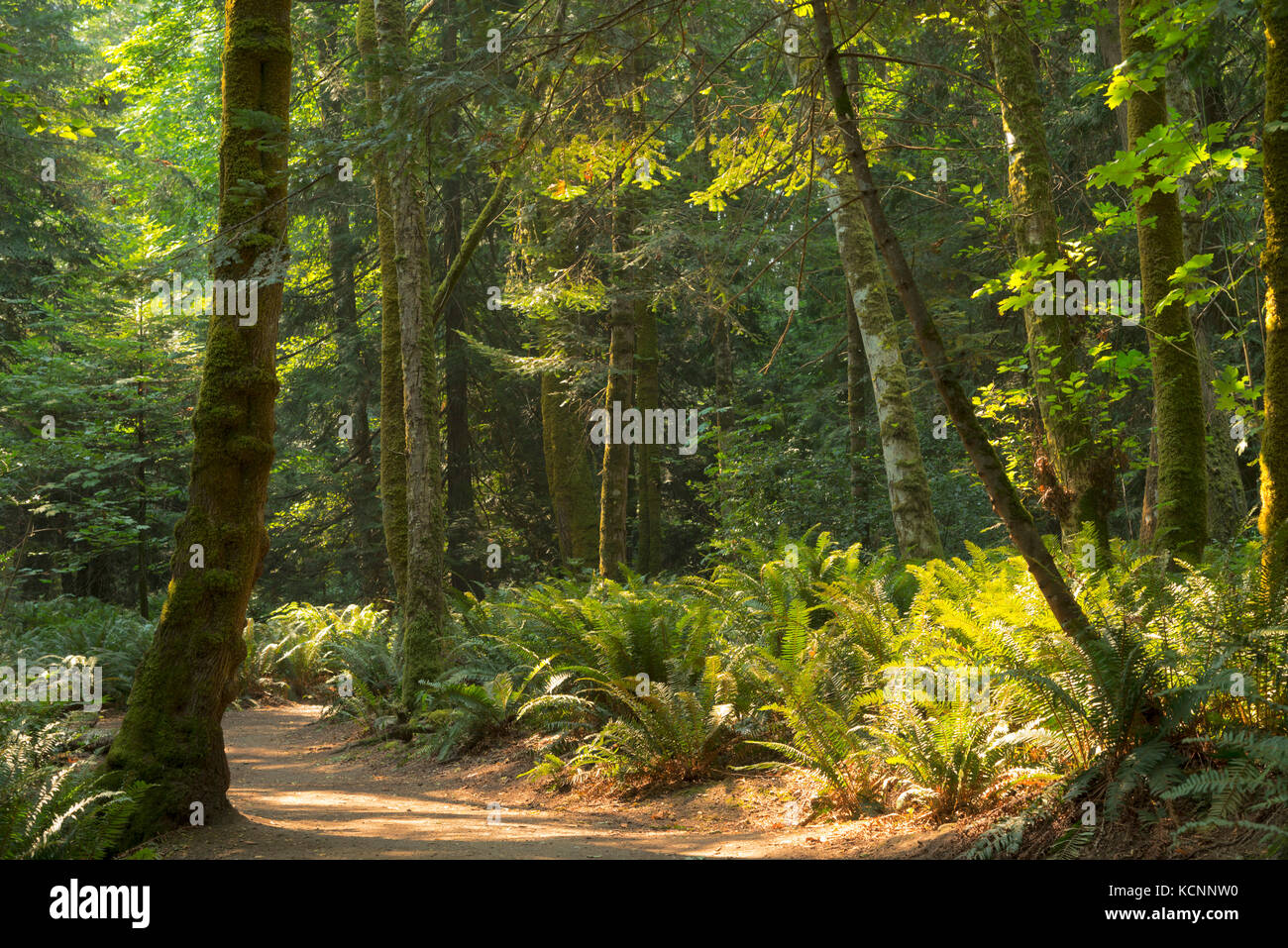 Cable Bay trail Vancouver Island Stock Photo - Alamy