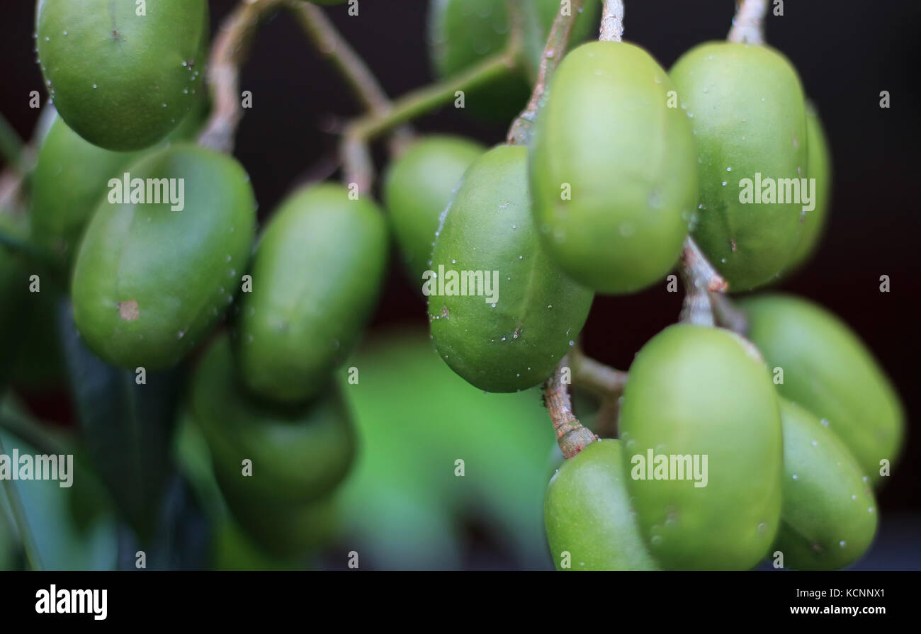 Spondias dulcis hi-res stock photography and images - Alamy