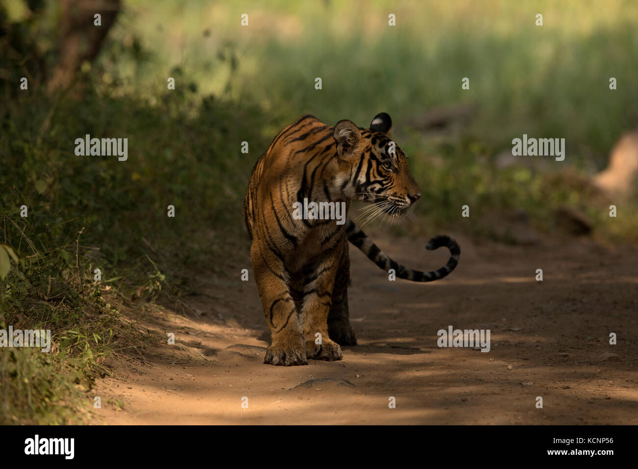 A Royal Bengal Tiger stalking in Ranthambore National Park Stock Photo ...