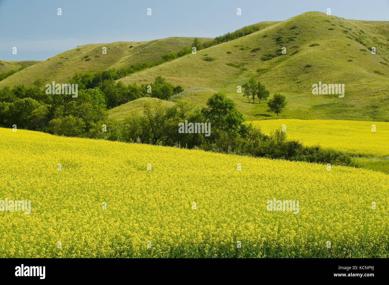 Canola at bloom stage hi-res stock photography and images - Alamy