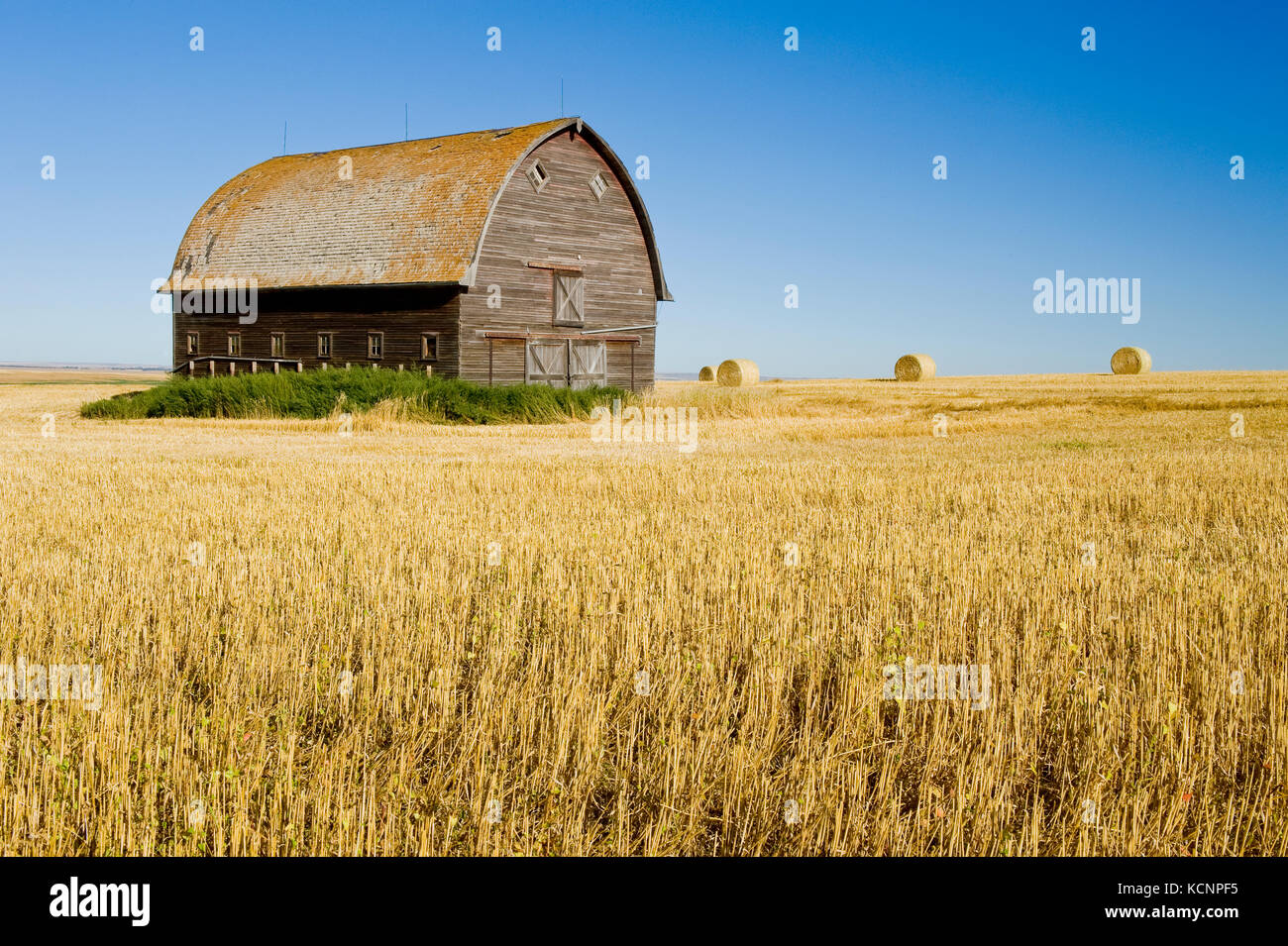 Old barn in a durum wheat stubble field near ponteix hi-res stock ...