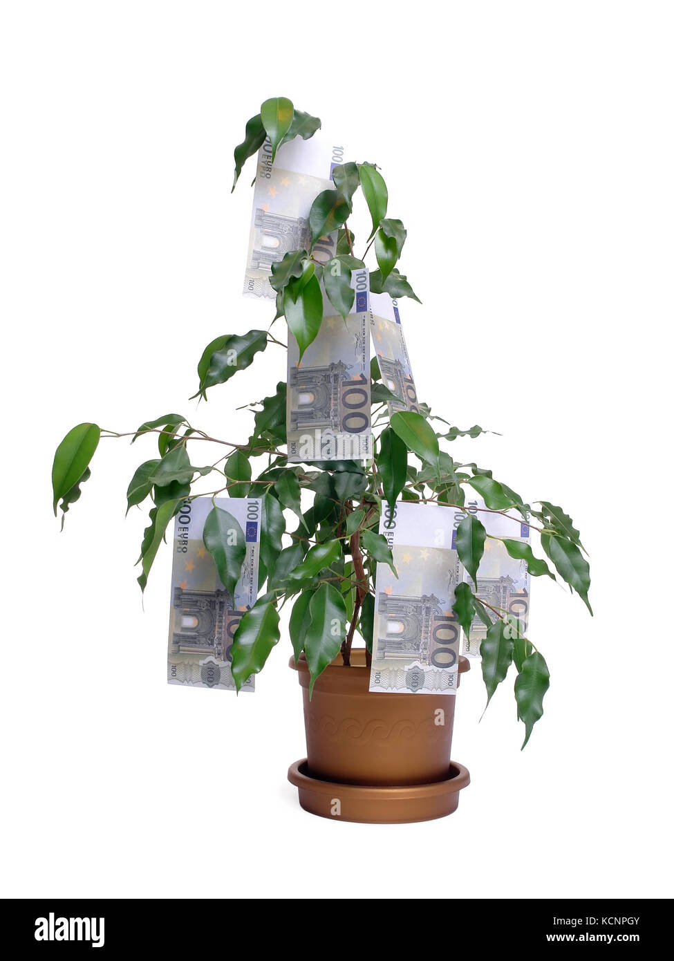 One hundred euro pot tree over white background Stock Photo - Alamy