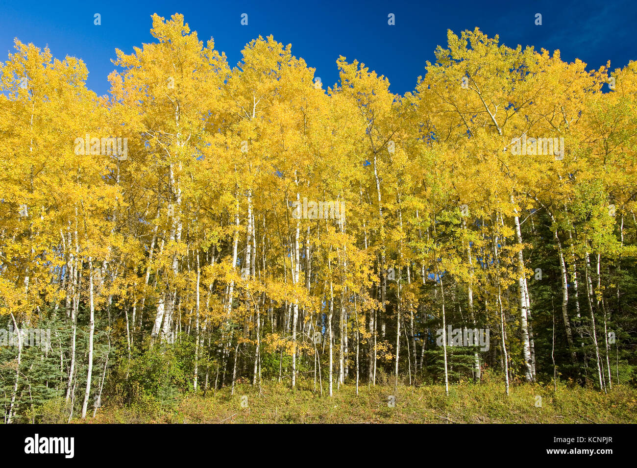 autumn colours on aspen trees, Duck Mountain Provincial Park, Manitoba ...
