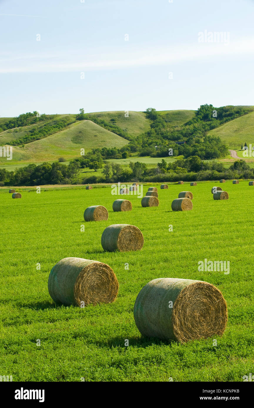 alfalfa round bales, Qu´Appelle River Valley, Saskatchewan, Canada ...