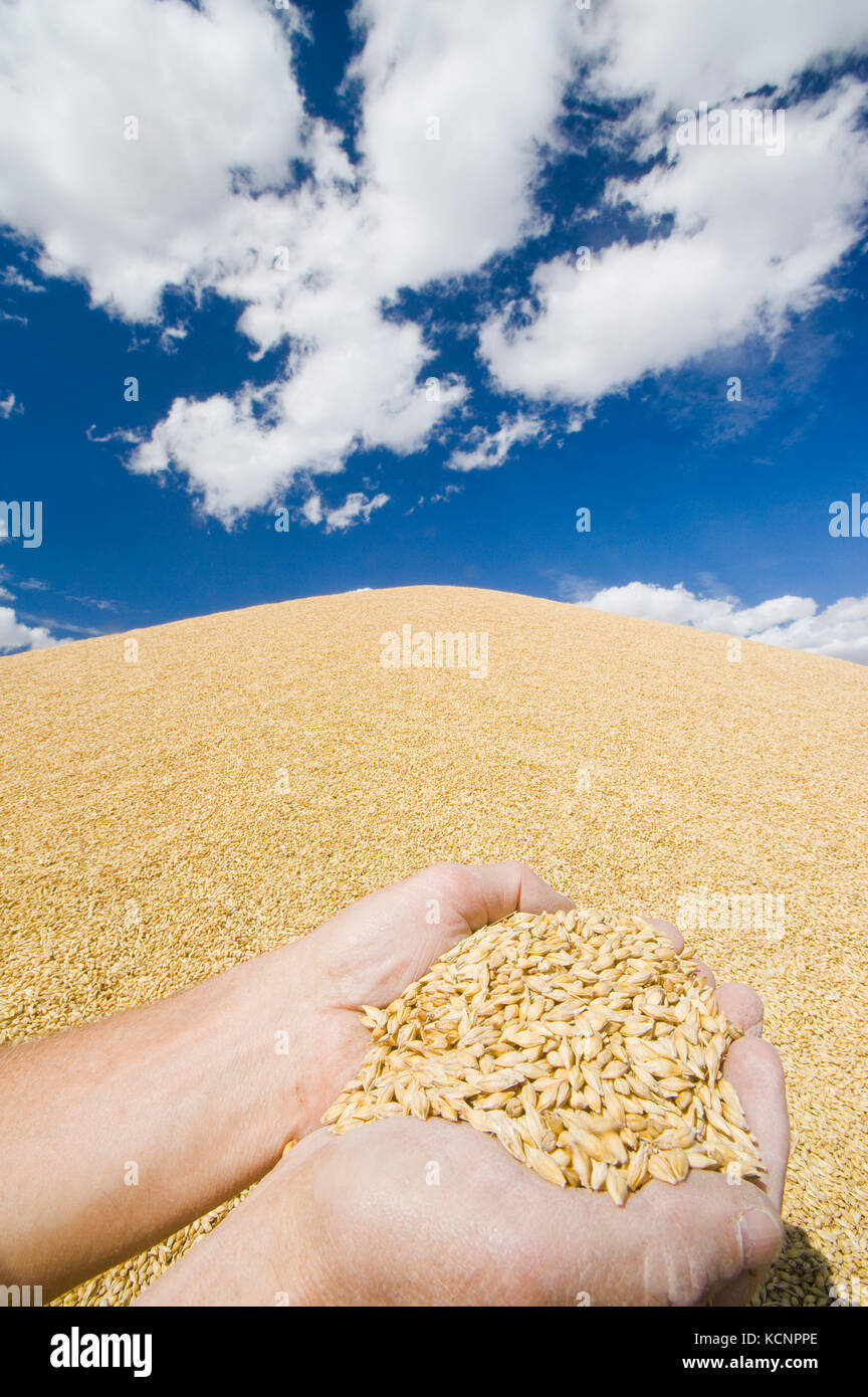 Hand holding crop hi-res stock photography and images - Alamy