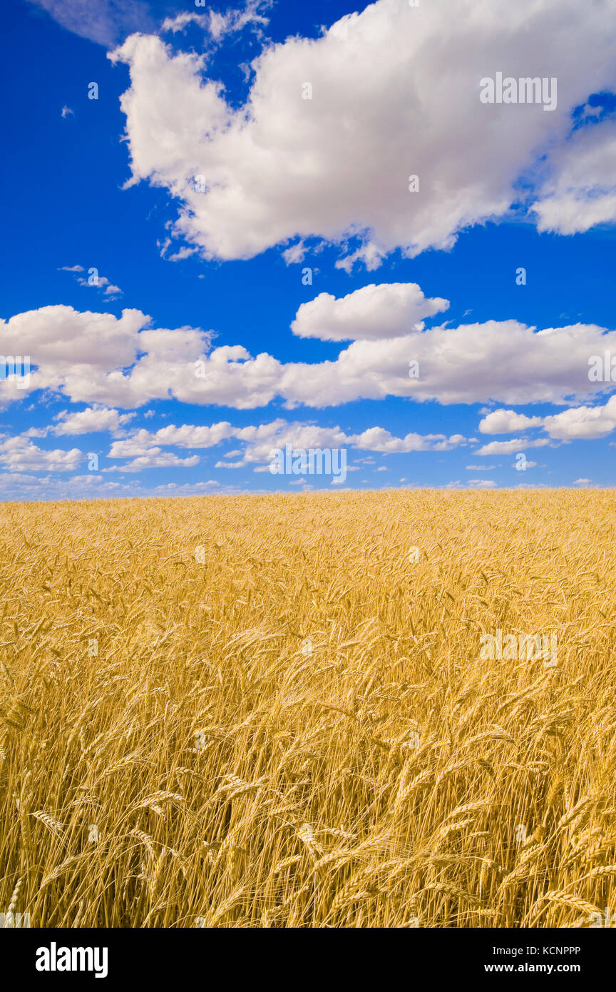 Crops ready for harvest hi-res stock photography and images - Alamy