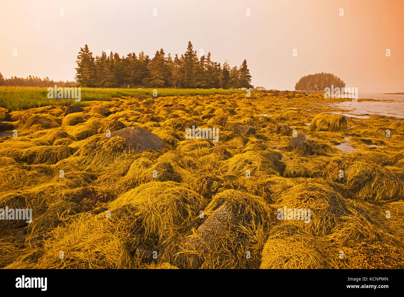 rockweed along the coast at low tide, Bear Point, Bay of Fundy, Nova ...