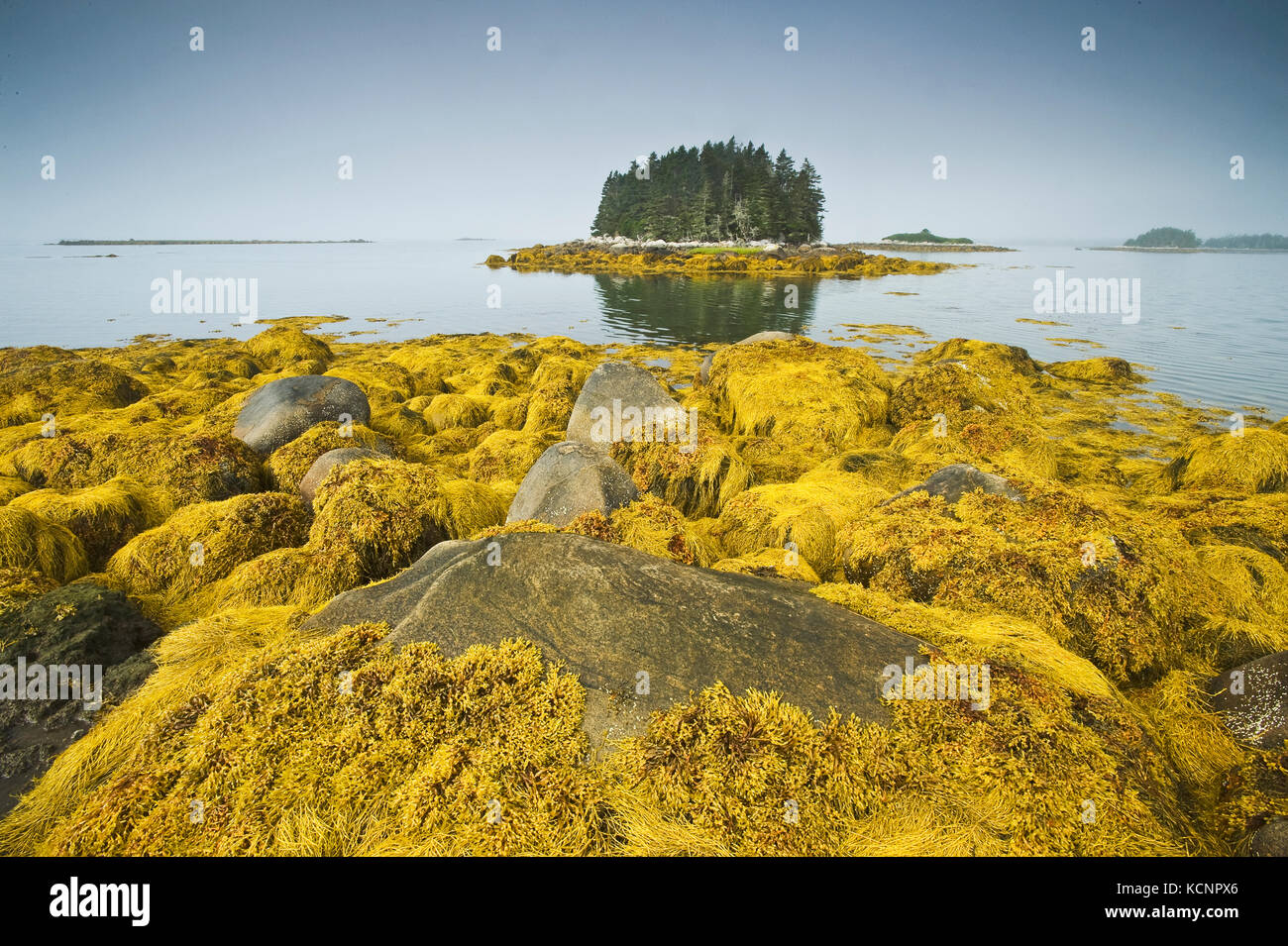 rockweed along the coast at low tide, Bear Point, Bay of Fundy, Nova ...