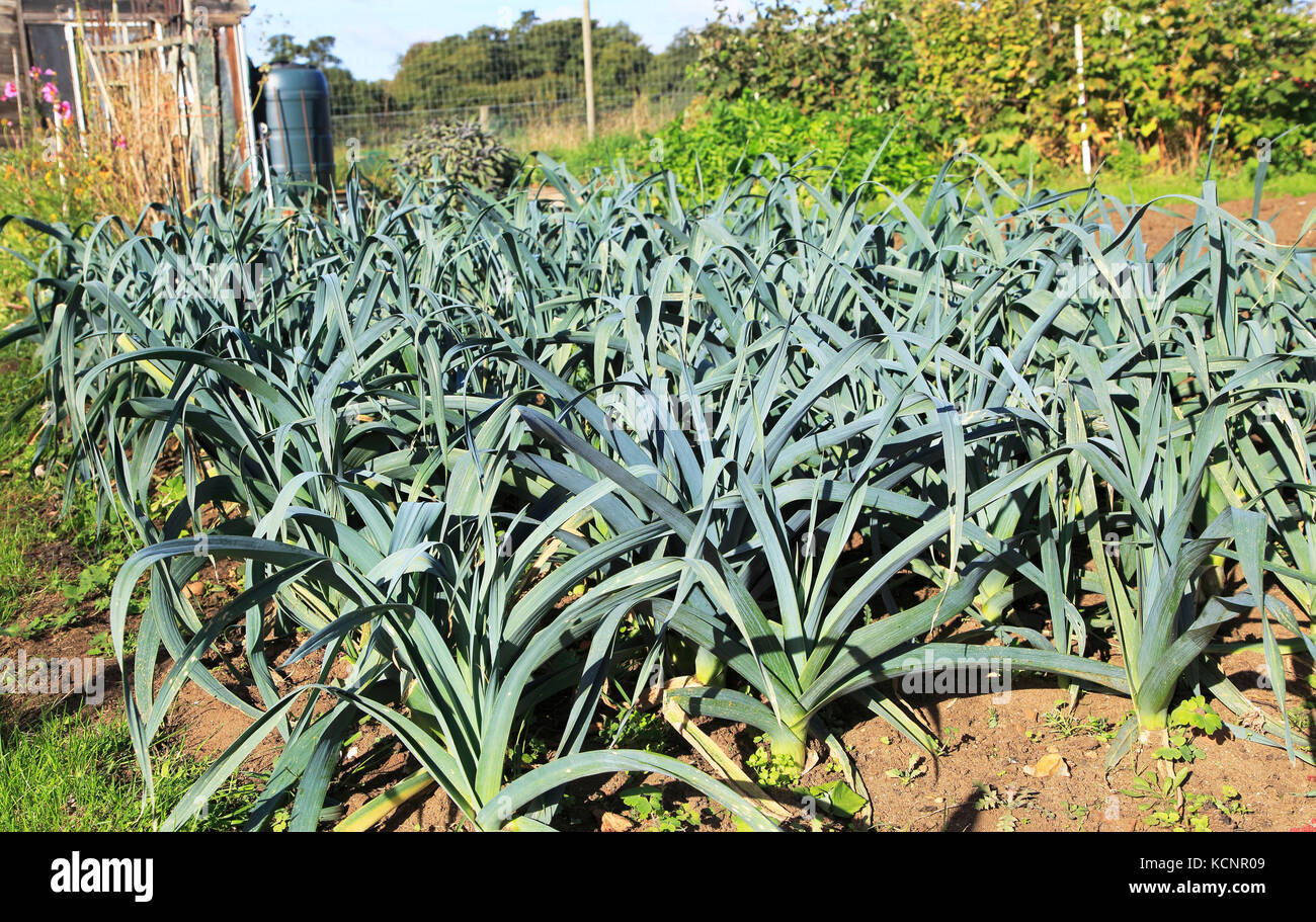 Leeks growing in allotment garden, Shottisham, Suffolk, England, UK ...